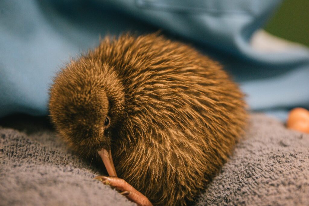 Rowi Kiwi Discovery at Franz Josef Wildlife Centre - Rainforest Retreat